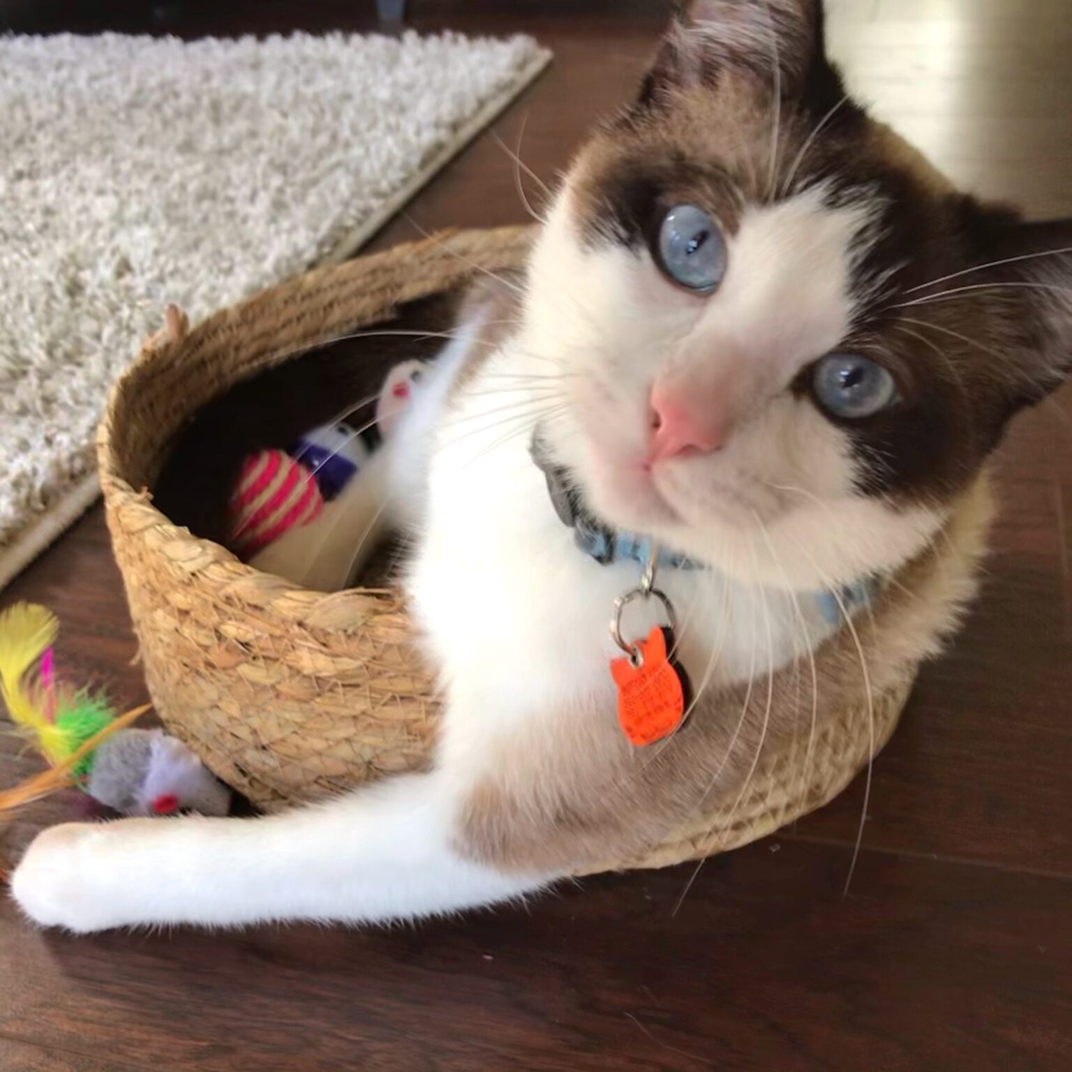 Skippy's Remaining Leg FHO Surgery – What to Expect from Tripawd ...